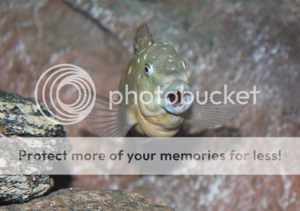 Most active fish in my tang community.. | Cichlid Fish Forum