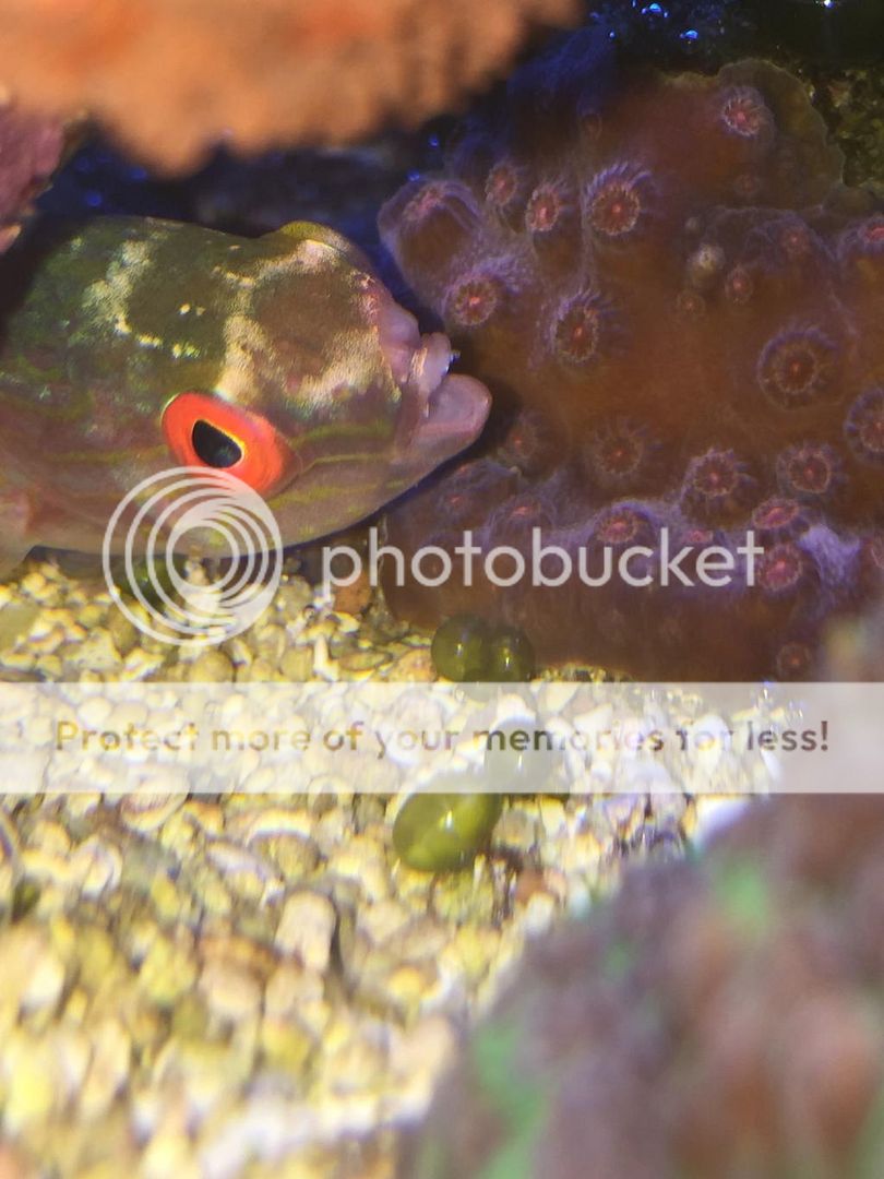 fairy wrasse lip disease | Reef2Reef